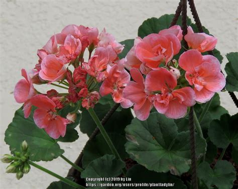 Zonal Geranium Pelargonium X Hortorum Survivor Salmon Sensation In