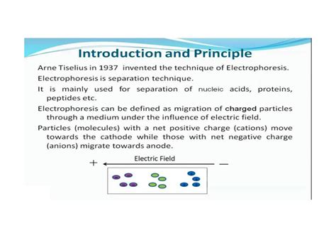 Electrophoretic Mobility Shift Assay Principle