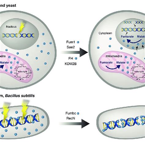 Pdf Fumarase From The Tca Cycle To Dna Damage Response And Tumor