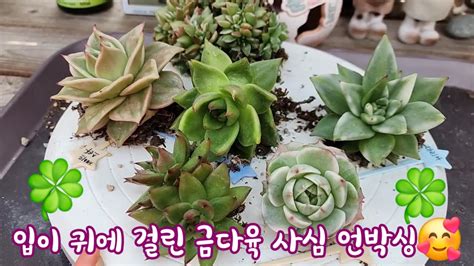 선물에 입이 귀에 걸린 사심을 듬뿍담은 언박싱🥰🤣 금다육 언박싱 선물 백마다육 초보다육 흑장미 Youtube