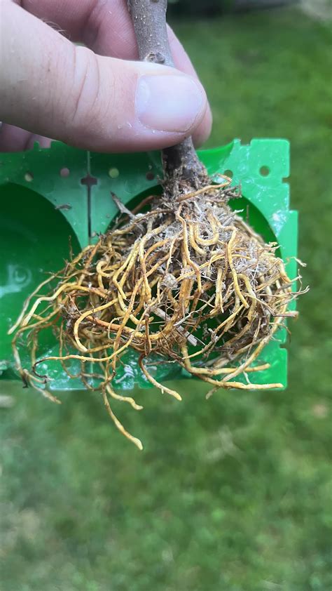 Whats Wrong With Fig R Figs