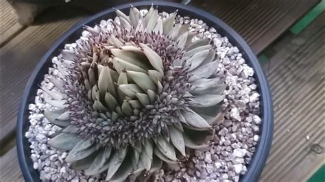 시집가는 다육들과 새집으로 이사 시켜준 다육이들~~~ Youtube