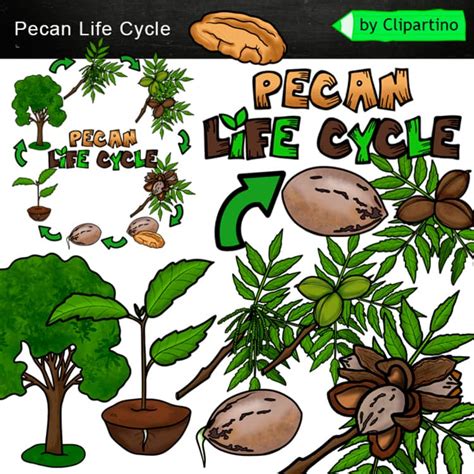 Pecan Tree Clipart