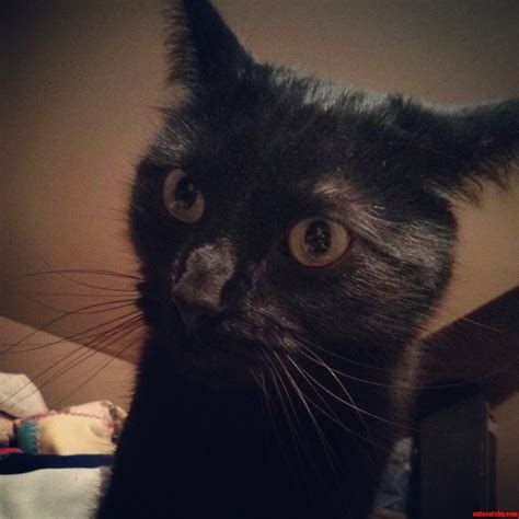 Meet Herbert Cute Cats Hq Pictures Of Cute Cats And Kittens Free