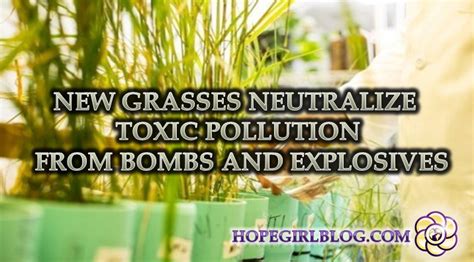 New Grasses Neutralize Toxic Pollution From Bombs And Explosives Hopegirl Blog
