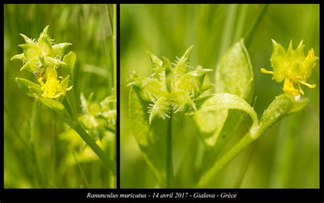 Ranunculus Muricatus