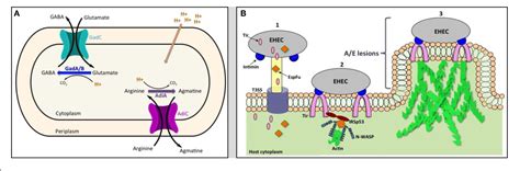 Figure 1 From Enterohemorrhagic E Coli Ehec Pathogenesis Semantic