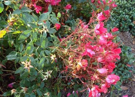 Tonya By Extension Rose Rosette You Must Stay Vigilant