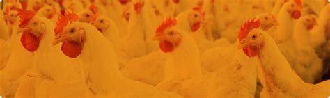 Synergistic Feed Strategy To Prevent E Coli Infections In Poultry Header Jefo