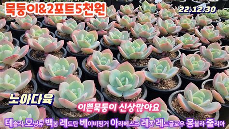 노아다육3탄2포트5천원~묵둥이까지백봉레드탄테슬라롱기시마베이비핑거신동플뢰르블랑아라베스크레종블루써프플로리디티몽블랑줄리아모닝듀레드글로우 Youtube