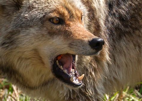 Coyote Teeth Everything You Need To Know A Z Animals