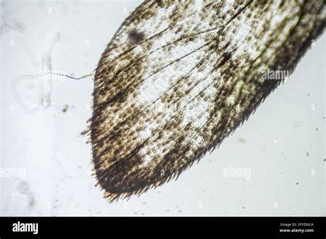 Ephestia Elutella Wing Of Grain Moth With Scales Macro Close Up Under