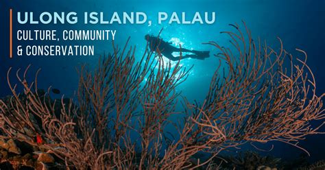 Island Conservation Ulong Island Culture Community And Conservation