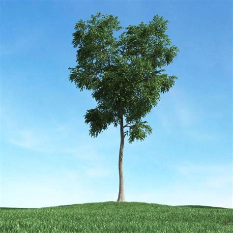 Trees Archmodels Vol 106 Evermotion