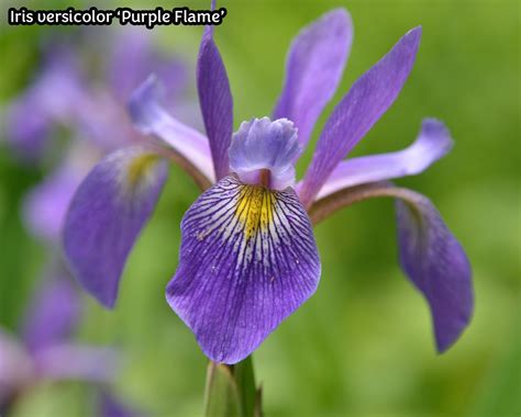 Iris Versicolor Purple Flame