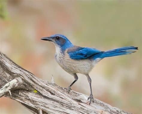 Common Nevada And California Backyard Birds You Should Know Gardening