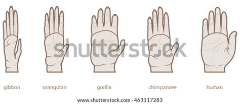 Primate Hand Photos Images And Pictures Shutterstock