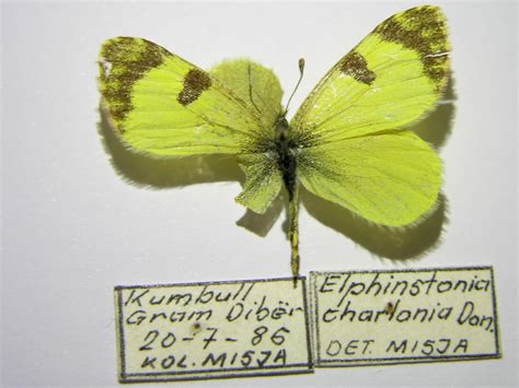 Utirana Fluturat Monographs