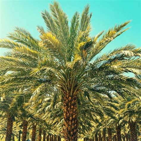 Date Leaf Nokshi Handicrafts