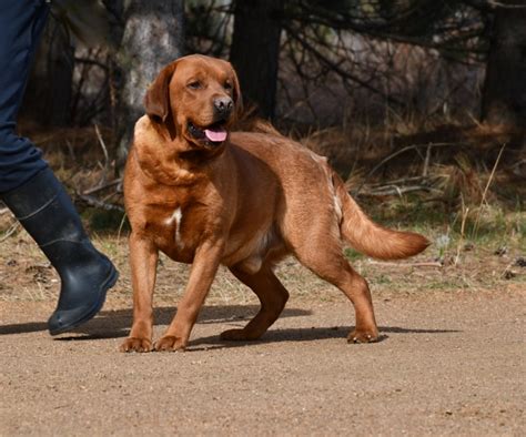 English Fox Red Lab Cheddar Retired Winter Valley Labs