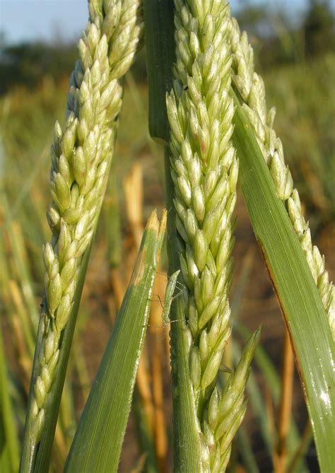 White Tridens Native American Seed