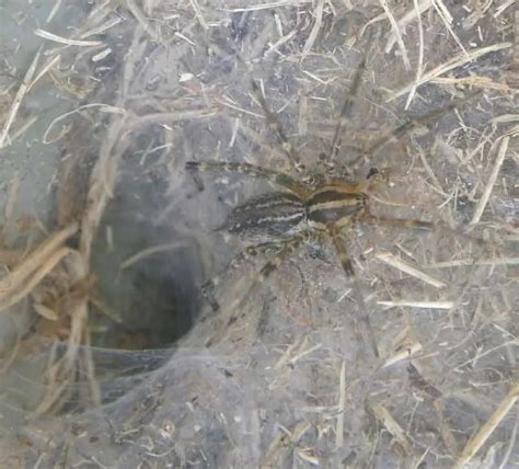 Grass Spider Funnel Web Weaver Spiderzrule