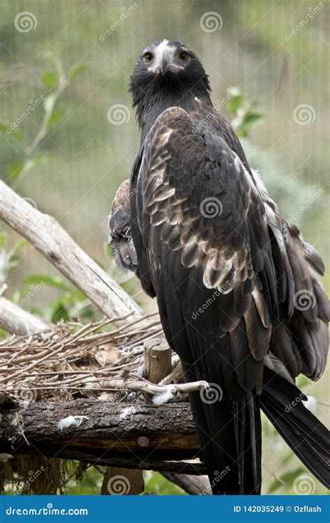 Wedge Tail Eagle Stock Image Image Of Nest Brown Prey 142035249