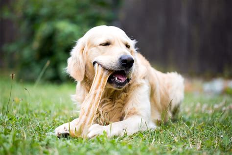 How Long Should A Dog Chew A Bone Safely