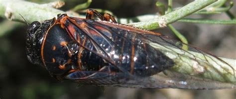Rocky Mountain Cicada From Malheur County Or Usa On June 22 2013 At
