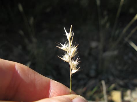 Small Flowered Wallaby Grass Grasslands