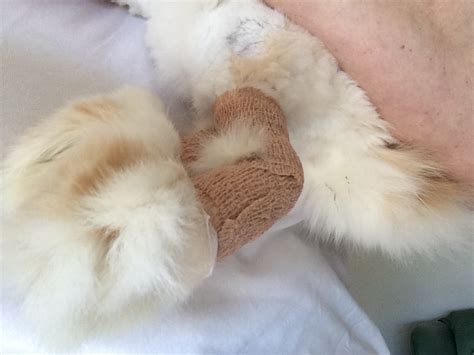 Sore Hocks Ulcerative Pododermatitis — Westley S World