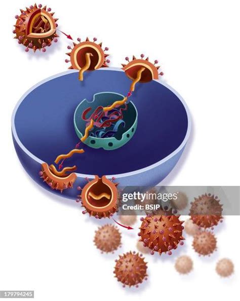 Virus Replicate Photos And Premium High Res Pictures Getty Images