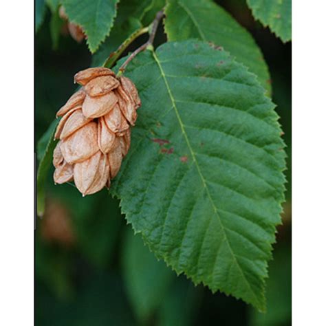 American Hornbeam Plant American Hornbeam Plants Lpvhu