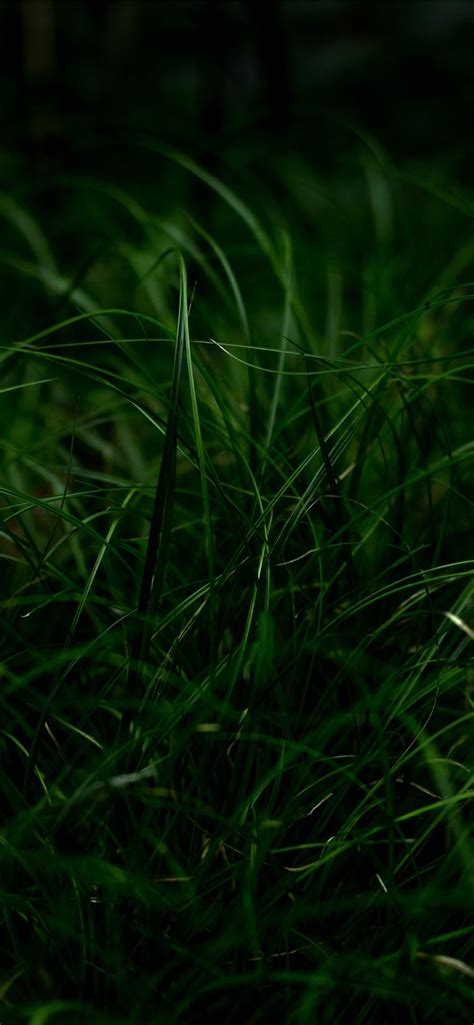Grass Iphone Wallpapers Wallpaper Cave