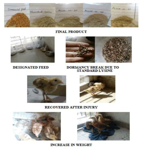 Application Trial Of L Lysine On Chicks By Microbial Fermentation