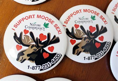 Canadas Moose Sex Project Offers Tax Breaks Georgia Straight