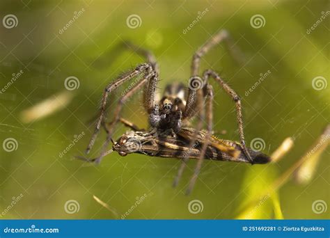 Macro Photograph Of A Spider Hunting A Grasshopper In Its Web Nature Photography Green