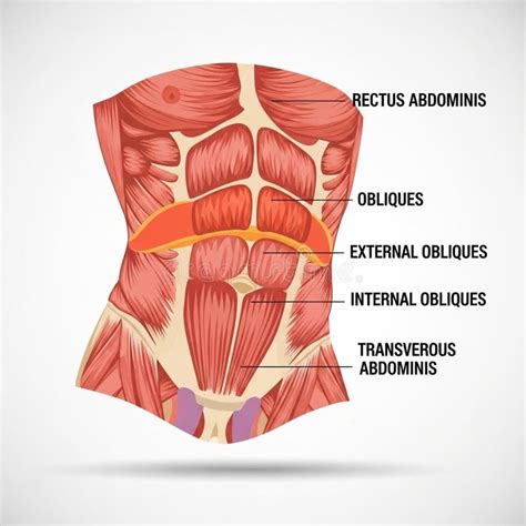 Anatomy Of The Abdominal Muscles Rectus Abdominis