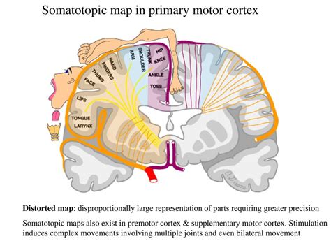 Motor Cortex Organization Of Motor Cortex Motor Cortical Map Ppt Download