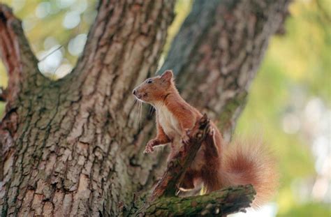 Белка Squirrel Camera Nikon F2 Lens Nikkor 105mm F25 Flickr