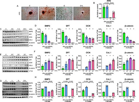 Treatment In Diabetic Ratsliraglutide Combined With Insulin Dmso