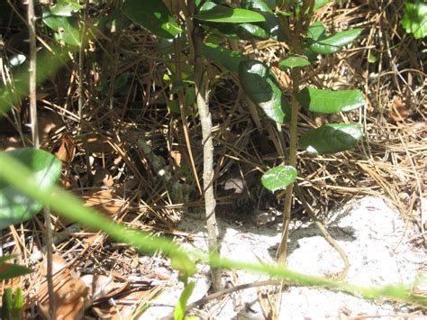 Gopher Tortoise Habitat And Ecosystem