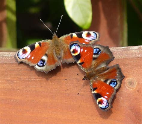Wild And Wonderful My Photos Of Largely Uk Butterfly Species