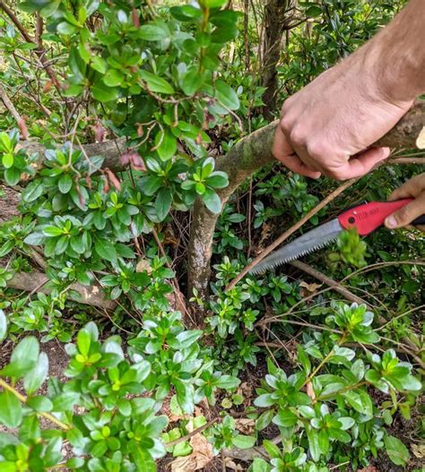 How To Grow Care And Prune For Azalea