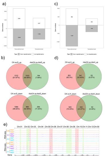 Dynamic Translational Landscape Revealed By Genome Wide Ribosome Profiling Under Drought And
