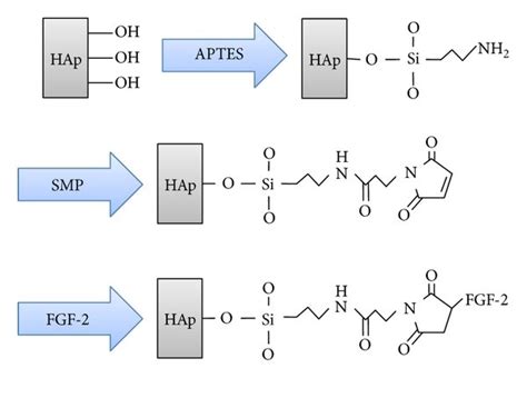 Schematic Diagram Of The Surface Modification Procedure Of Biphasic