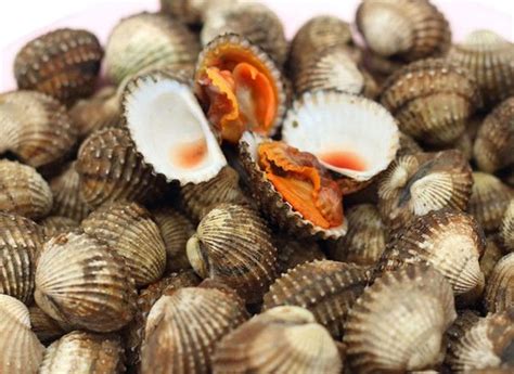 Jenis Jenis Kerang Laut 52 Koleksi Gambar