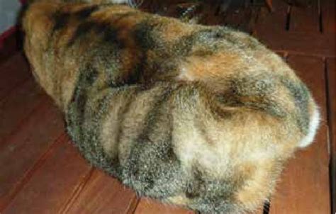 The Cat At 4 Months After Surgery The Hair On The Caudal Lateral Axial