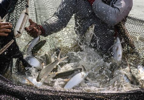 30 Toneladas De Peixe Cacusso Capturadas Em Malange Economia Rural
