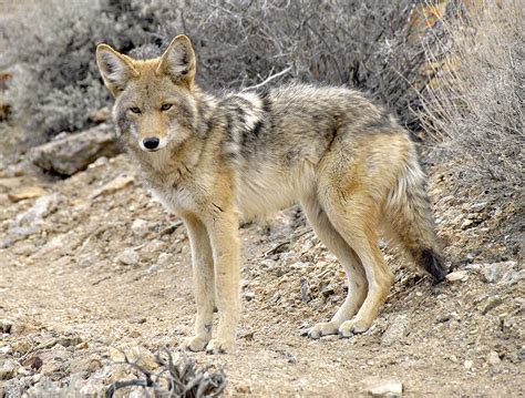 Wildlife In Death Valley National Park National Parks Traveler